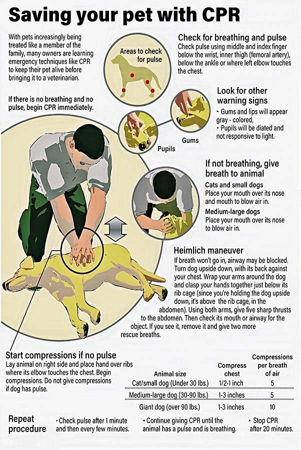 Saving Your Pet With CPR