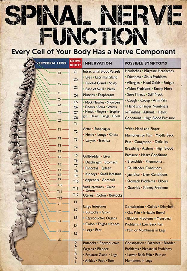 Spinal Nerves Function Chart