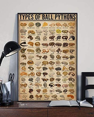 Types Of Ball Pythons Knowledge Chart