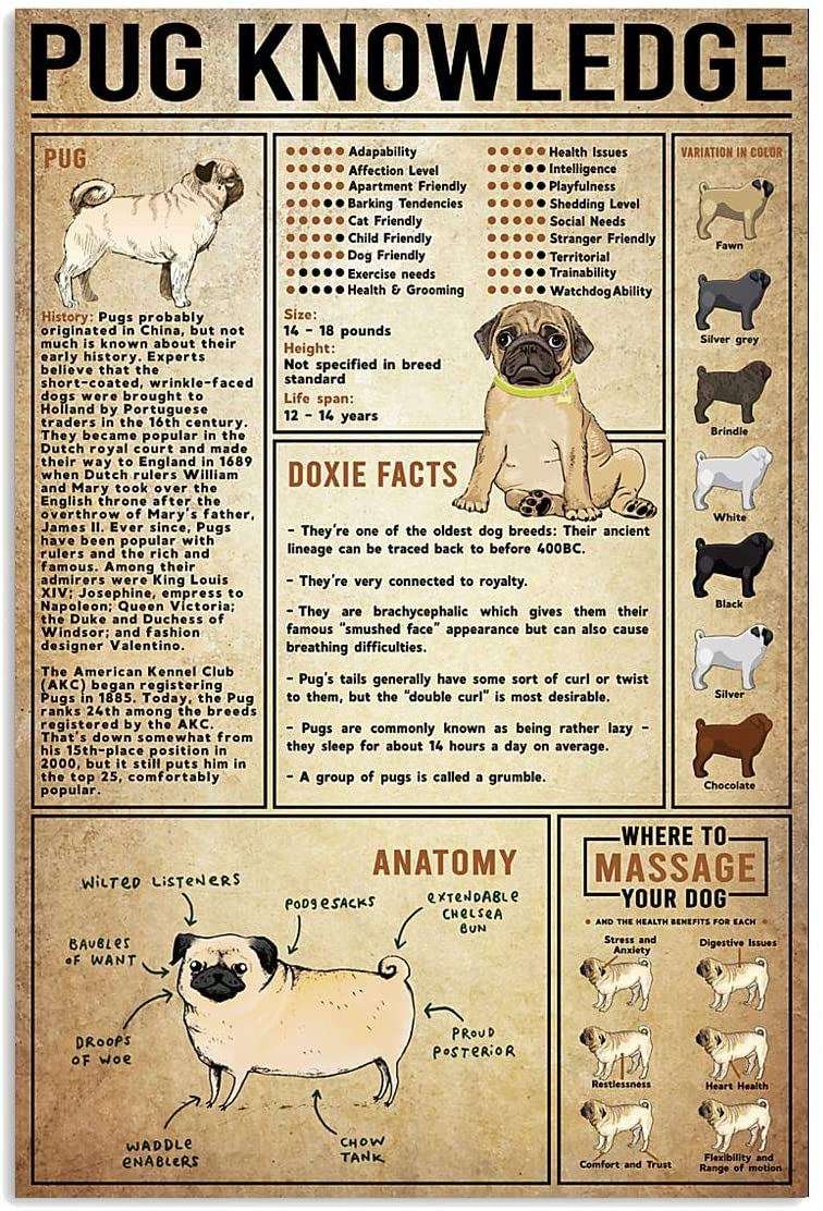 Pug Dog Knowledge Table